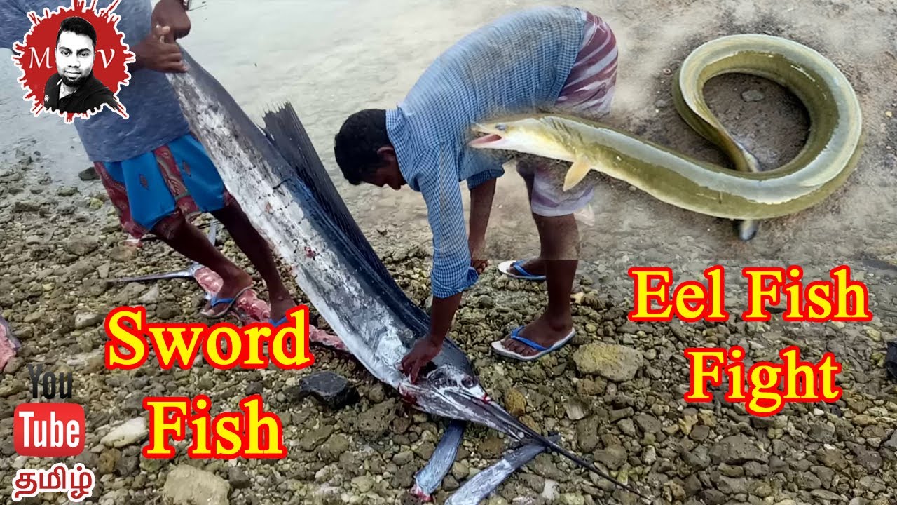 Eel Fish and Sword Fish Amazing Video ( Must Watch) - YouTube