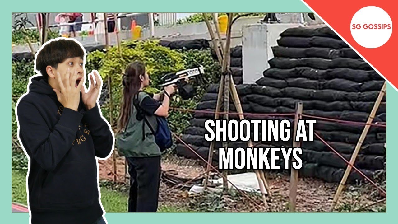 NParks officer shoots monkeys with water gel. Here's why. - YouTube