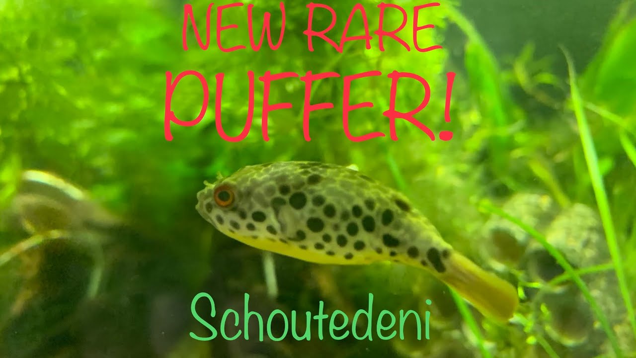 I FINALLY got a Schoutedeni Puffer! Super Rare Puffer! Care Guide - YouTube