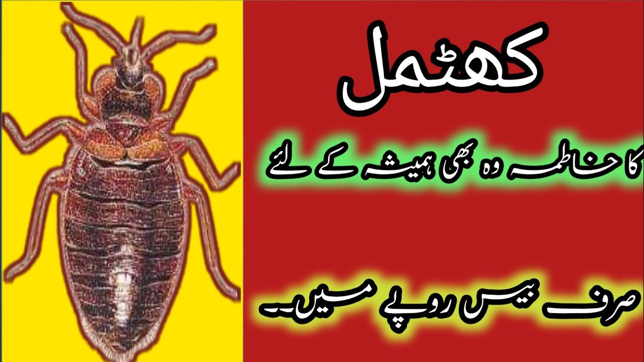 khatmal ko khatam karne ka tareka khatmal ka khatma mmk food and vlogs ...