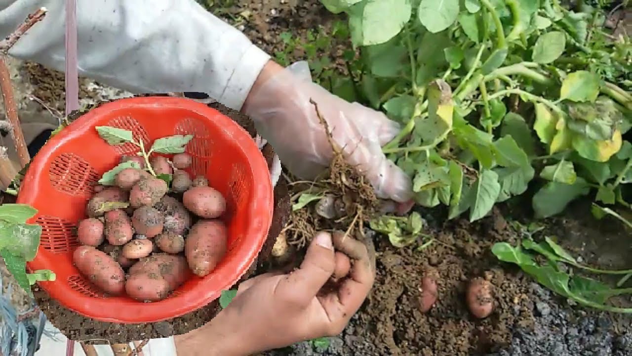 Harvesting Potatoes At Home - YouTube