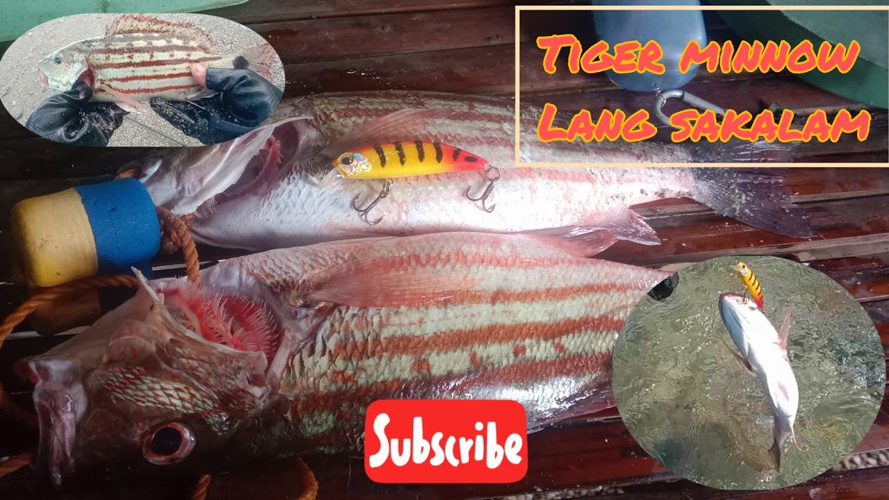 solo fishing | fishing adventures| Occidental mindoro Field test tiger ...