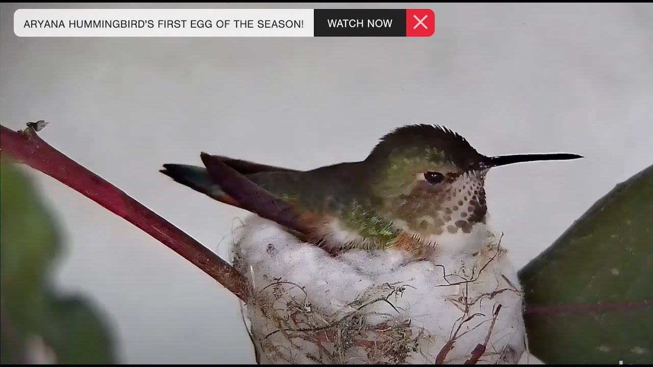 Aryana Hummingbird Lays Her First Egg of the 2024 Nesting Season - YouTube