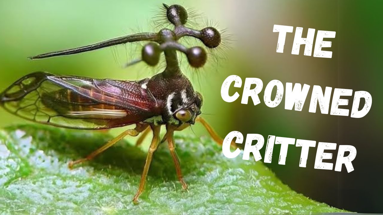 The Brazillian Treehopper | The Bug With Helicopter Head - YouTube