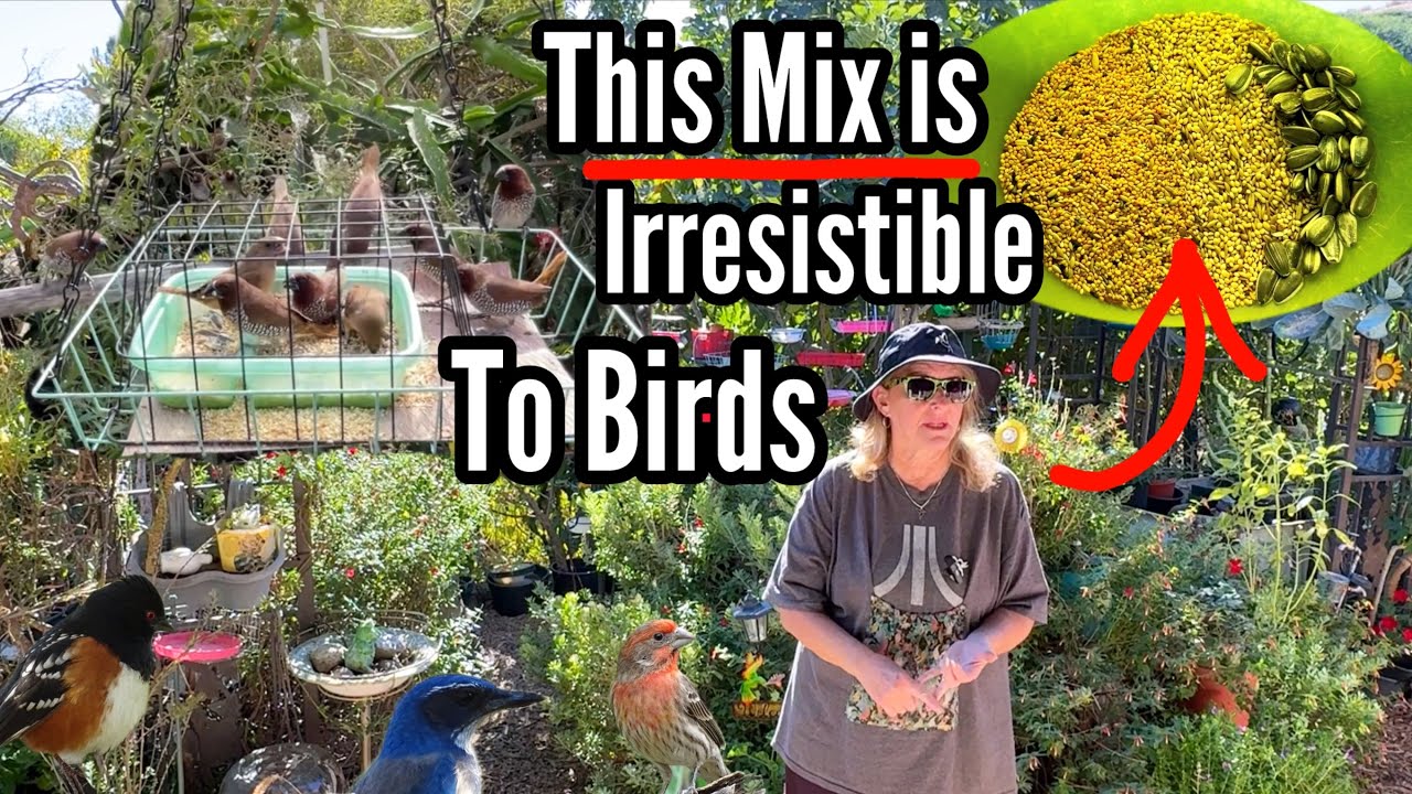How to Feed Wild Birds the RIGHT Seeds for Less Wasted Money to Attract ...