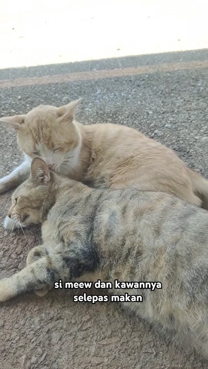 si meew selepas makan dan kawannya#shorts#cat#trending#catlover#meoww#kucingblasteran - YouTube