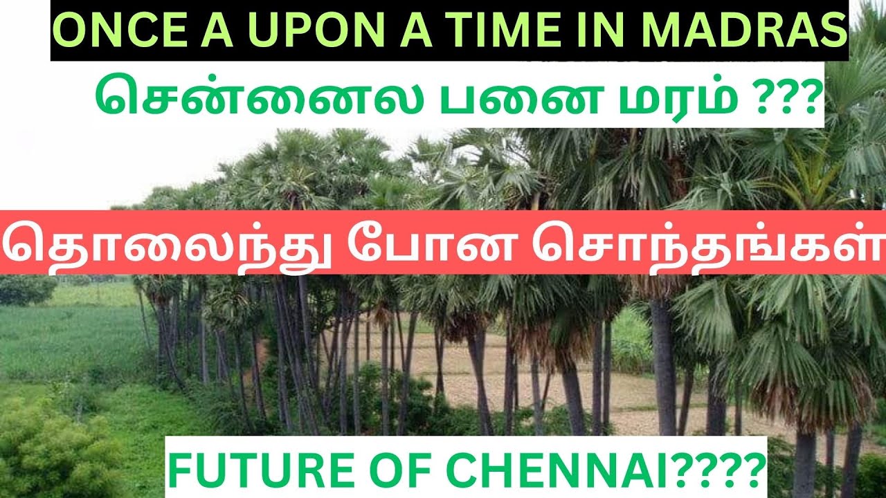panai maram in chennai - பனை மரம் lost treasure of chennai - YouTube