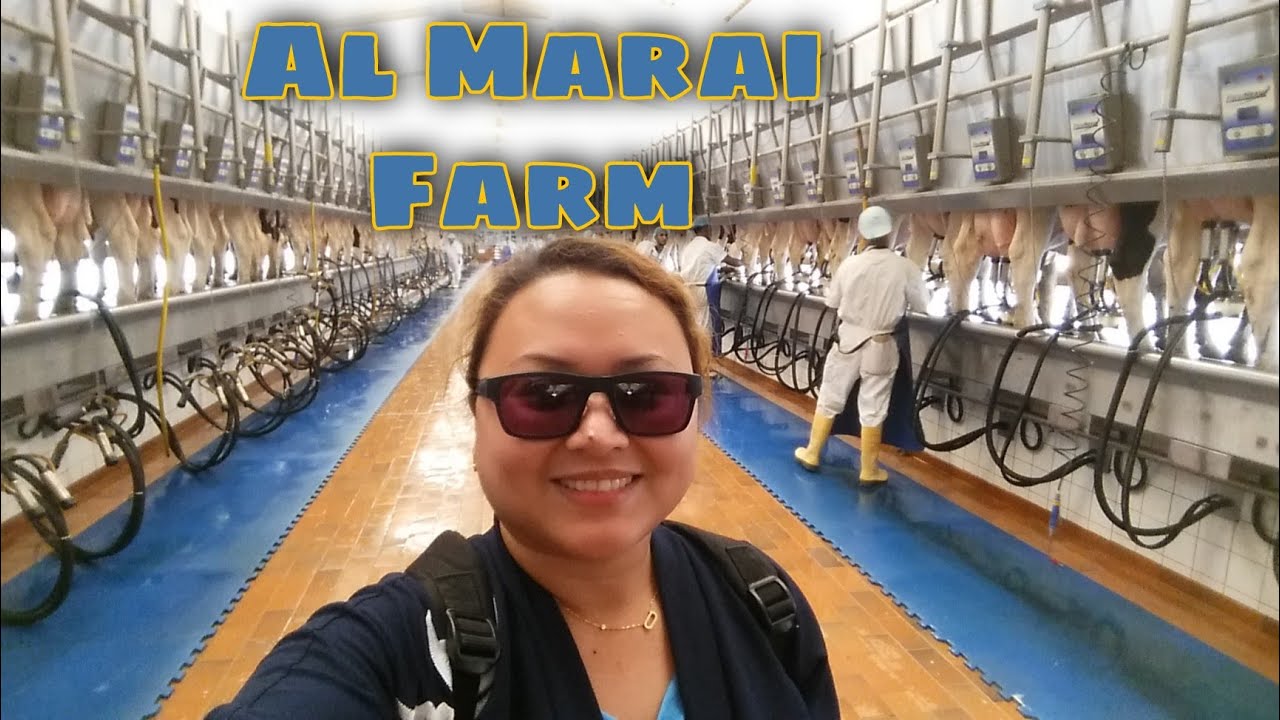 AlMarai Farm Tour | Riyadh, KSA - YouTube