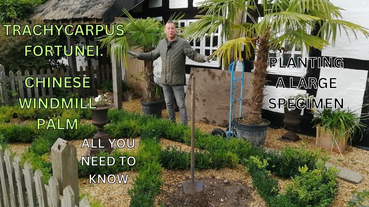 Planting a Trachycarpus Fortunei Chinese Windmill Palm UK Exotic Plants ...
