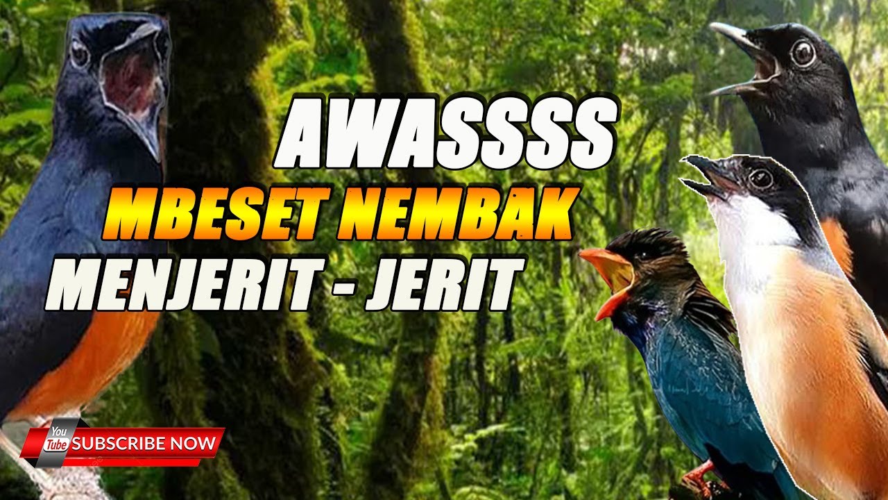 MASTERAN TERBAIK EDISI MBESET NEMBAK MENJERIT !!! - YouTube