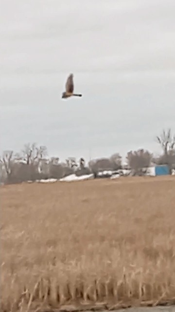 American Kestrel Flying Against Near Gale Winds (26-38 mph), Ready to ...