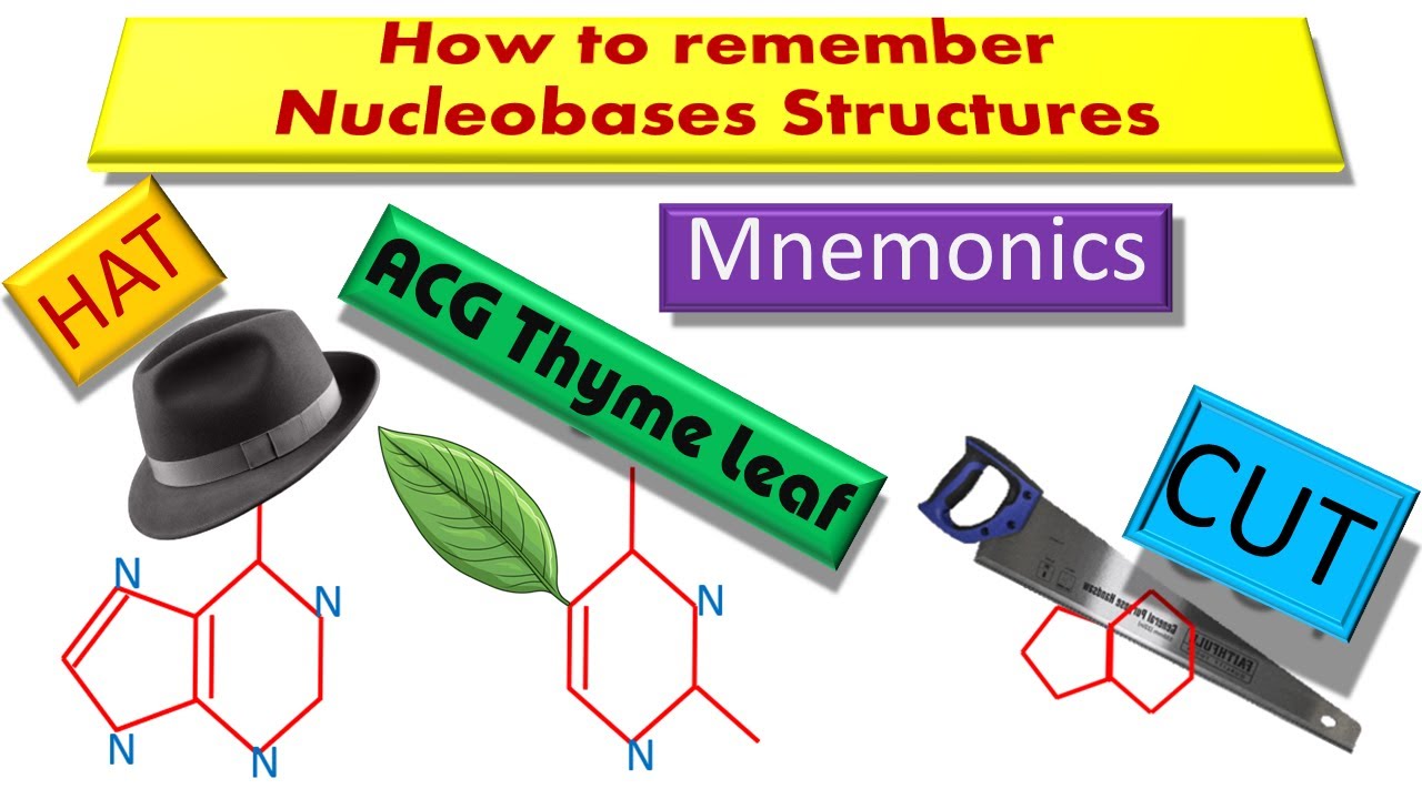 Memorize Nucleobases Instantly with These Amazing Tricks! - YouTube