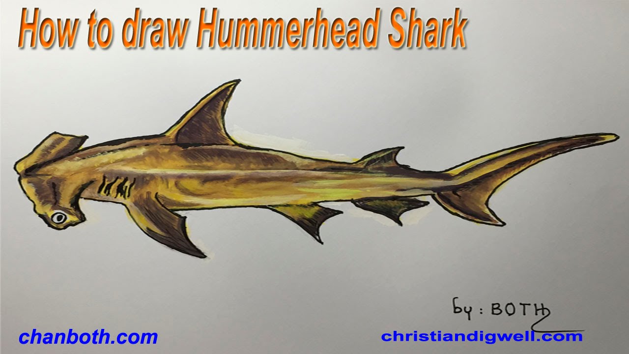 How to draw Hummer head Shark | Time Lapse video | Time lapse ...