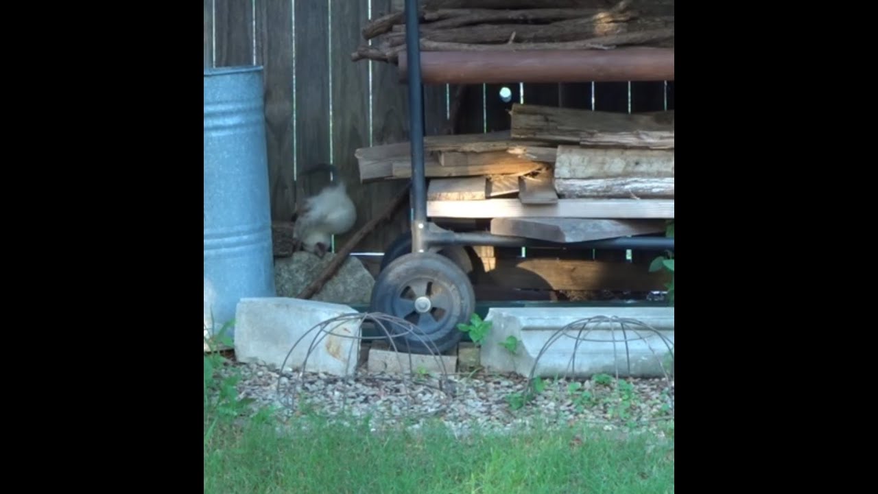 Watch our Springtime Kittens Chasing Bugs Things Like That - YouTube