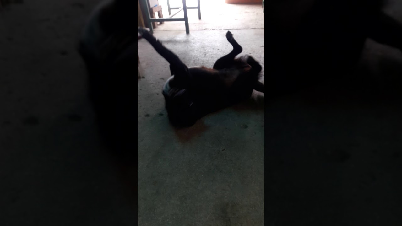 Dog Lebron - YouTube