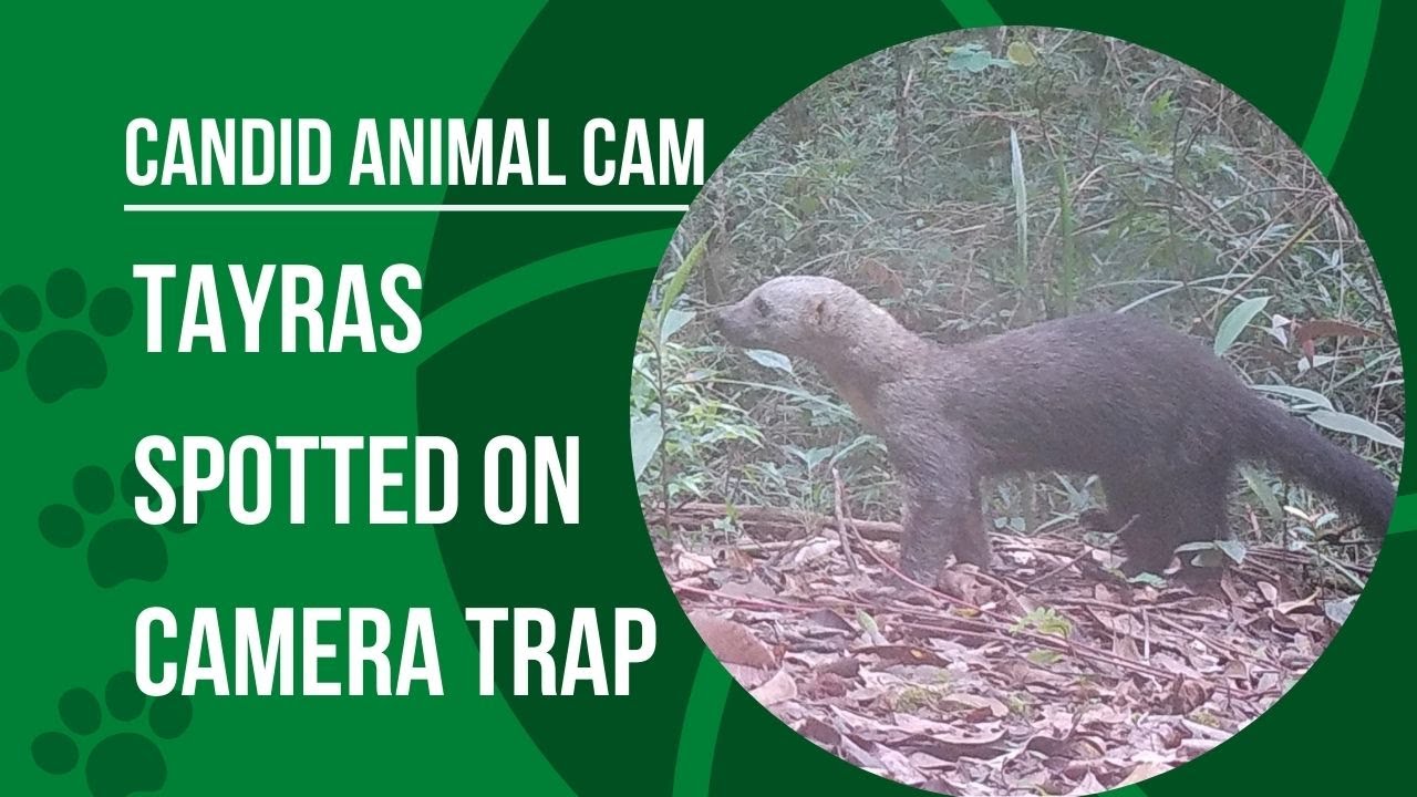 What is a tayra? Meeting Latin America's weasel relative | Candid ...