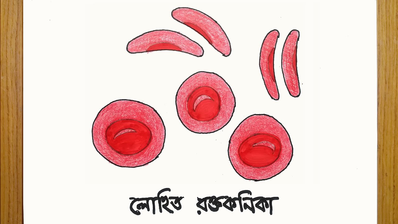 Spherical Red Blood Cells Drawing | How to Draw Red Blood Cells Class ...