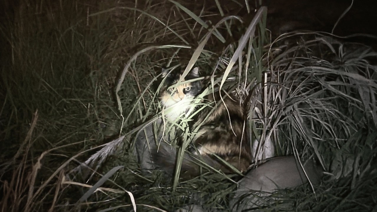 Heard rustling in the bushes while night fishing — about to leave, then ...