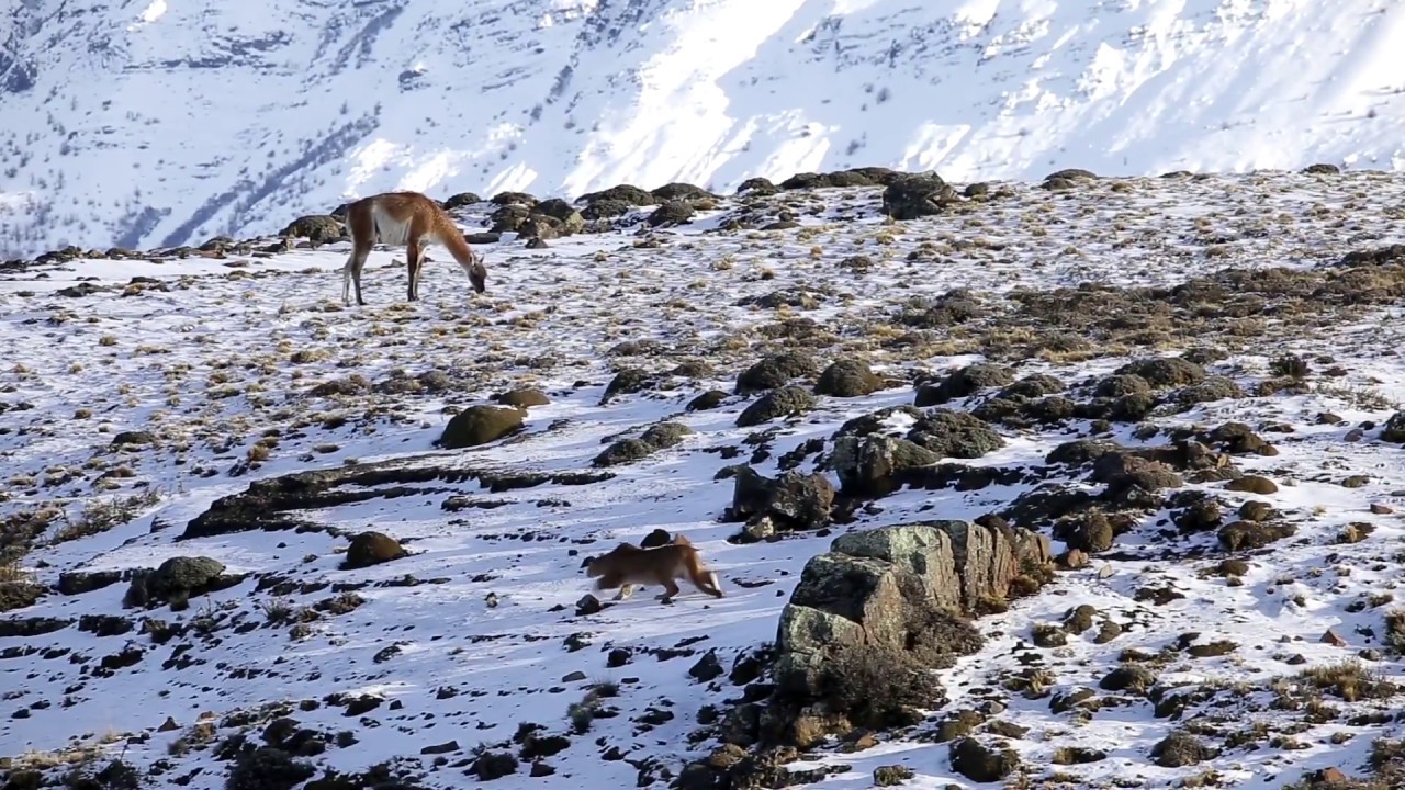 Puma hunting at Torres del Paine - YouTube