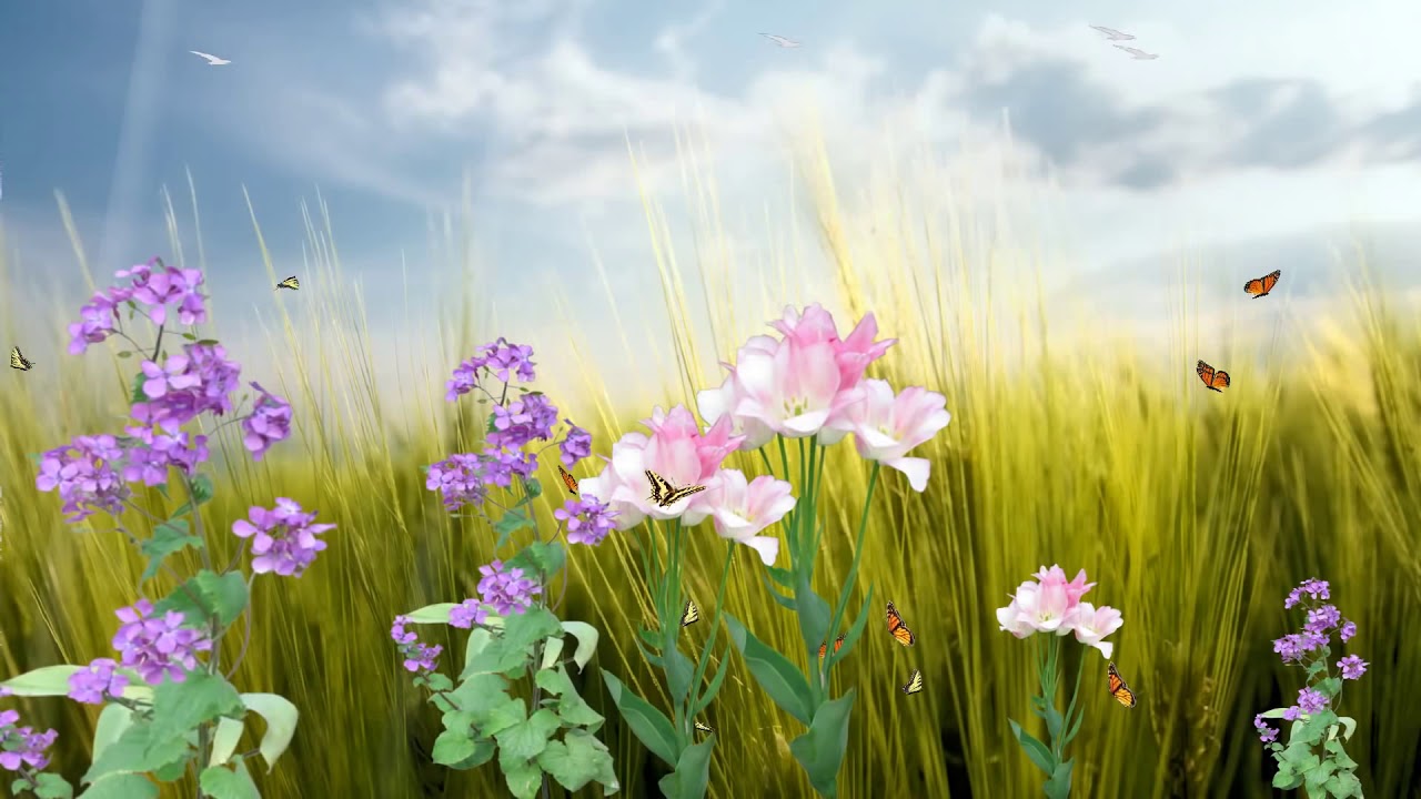 Butterfly meadow petals stage photography background Butterfly video ...