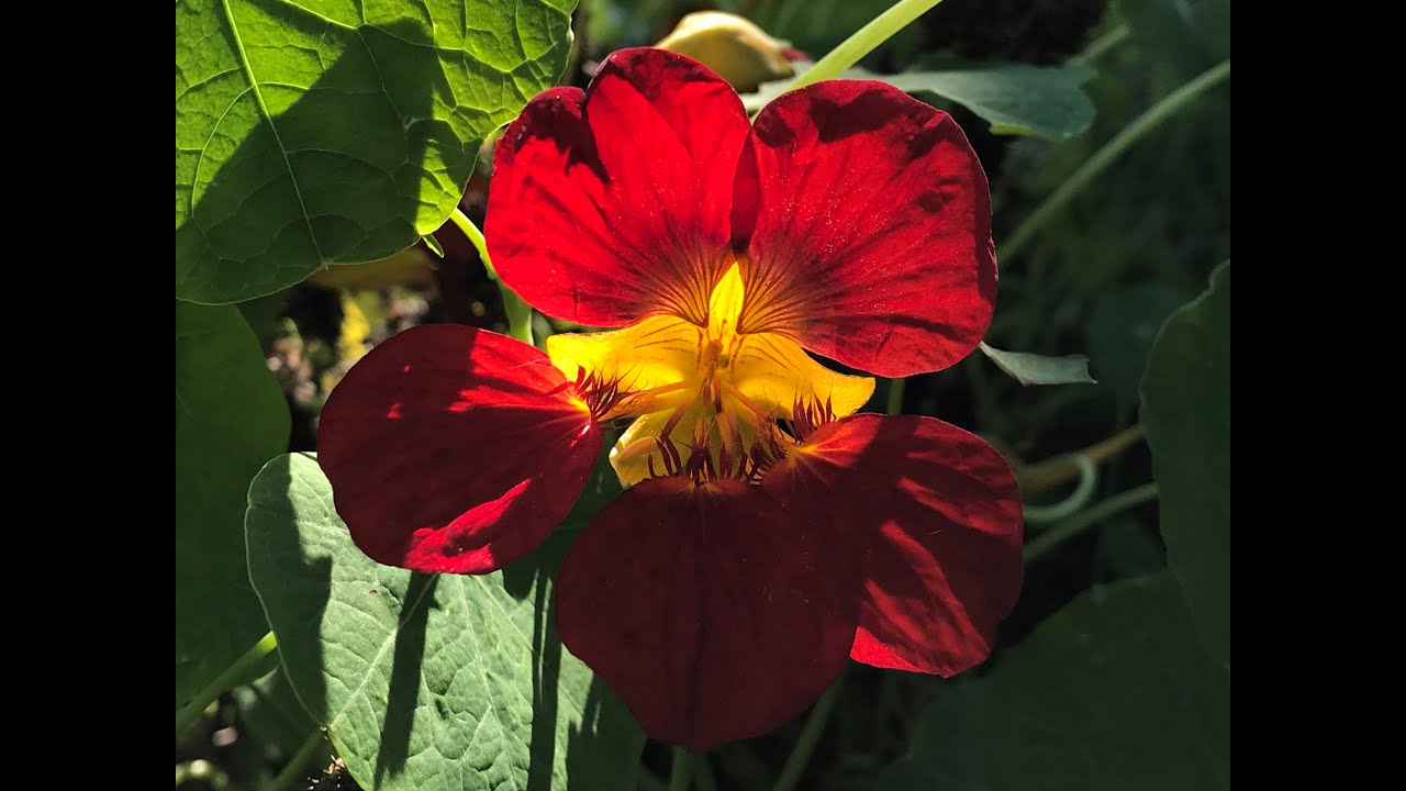 Nasturtium / Condurul doamnei - test - YouTube