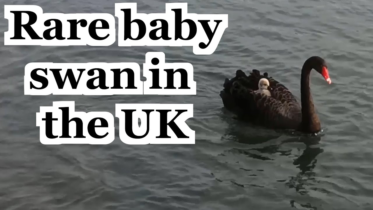 Black Swan Cygnets Riding Their Mother's Back - Why Do Baby Swans Do ...