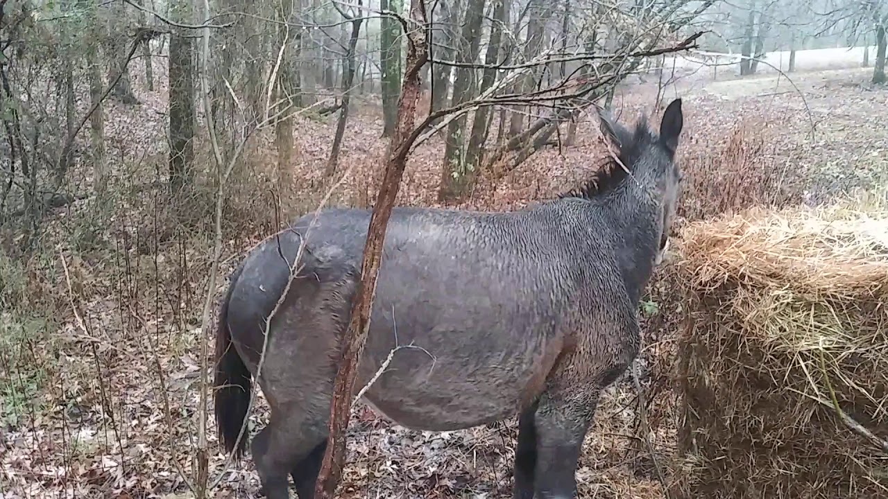 MULES OUT ON PASTURE .. IN. THE RAIN AND UP CLOSE - YouTube