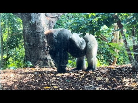 Silverback size and Strength #silverback - YouTube