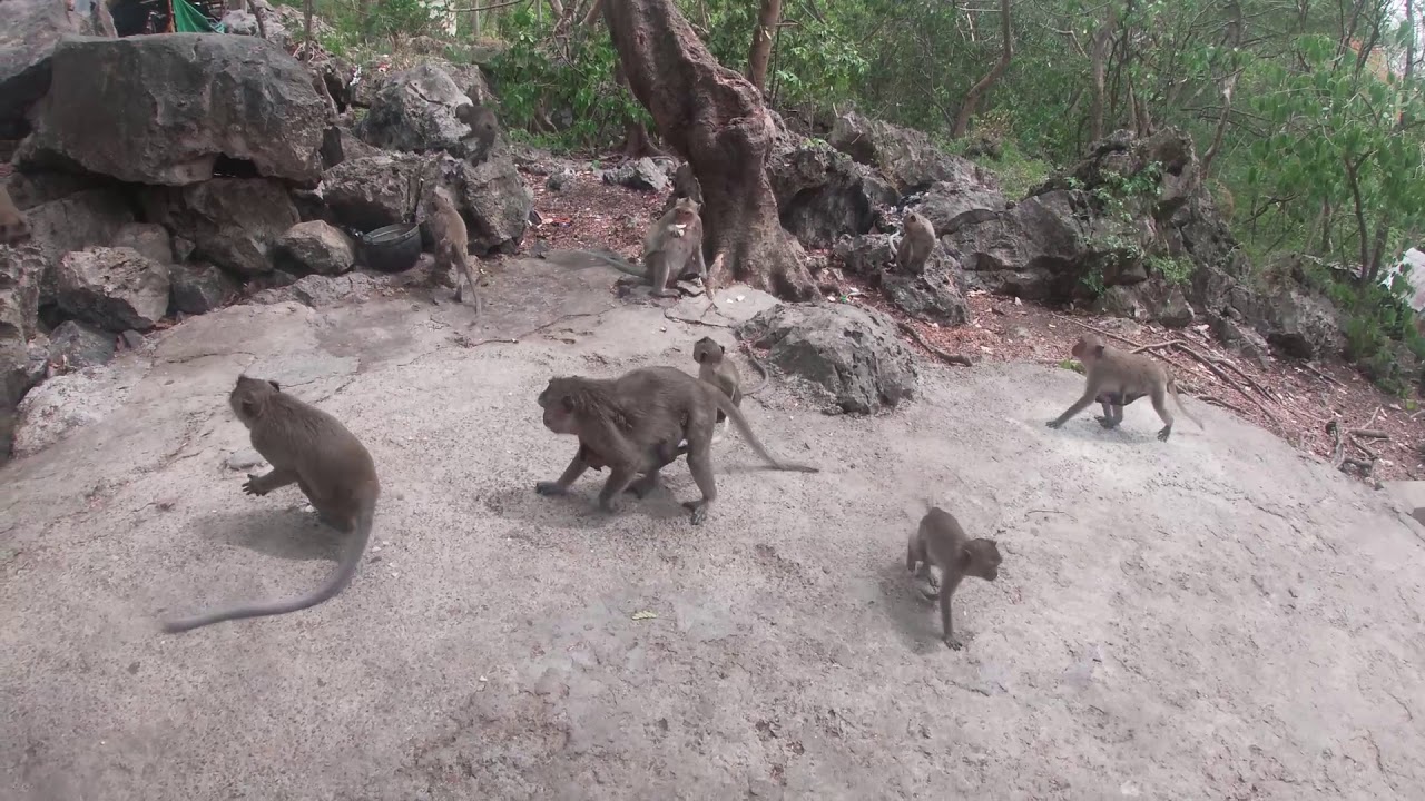 Monkey Cambodia Love Baby | NAMO8 - YouTube