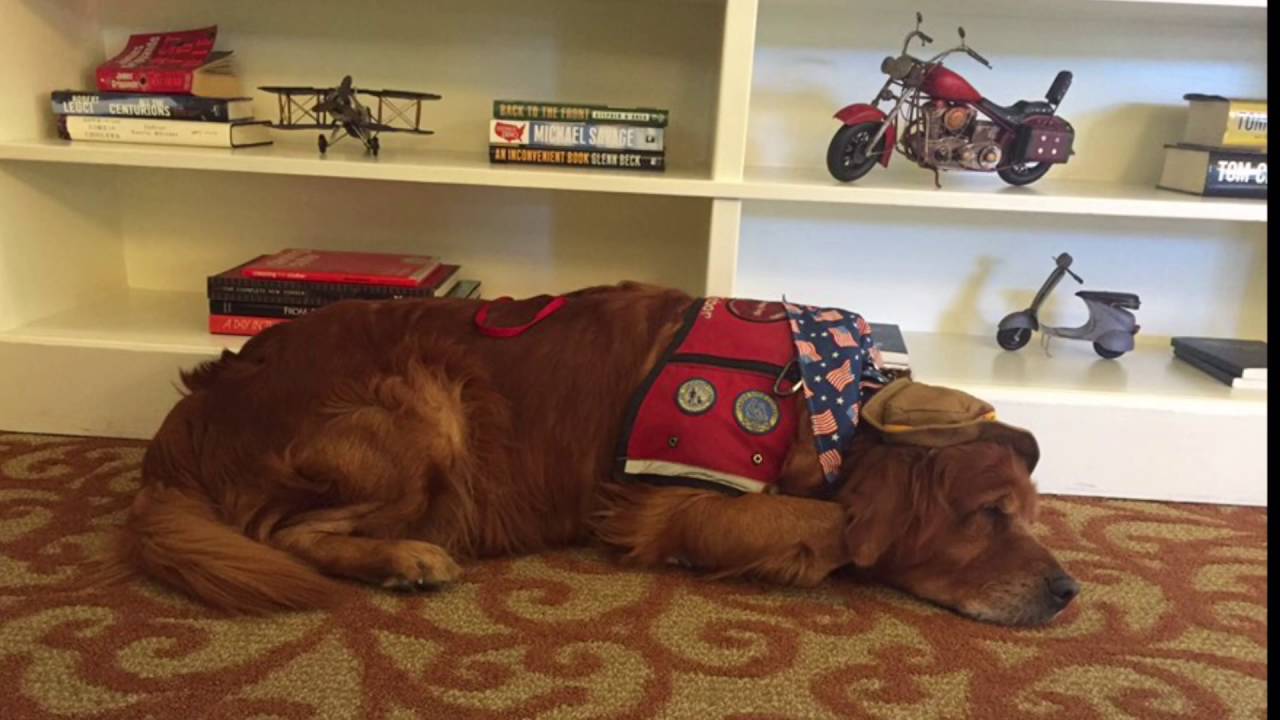 GO TEAM Therapy Dogs Team Boise September 11, 2016 - YouTube