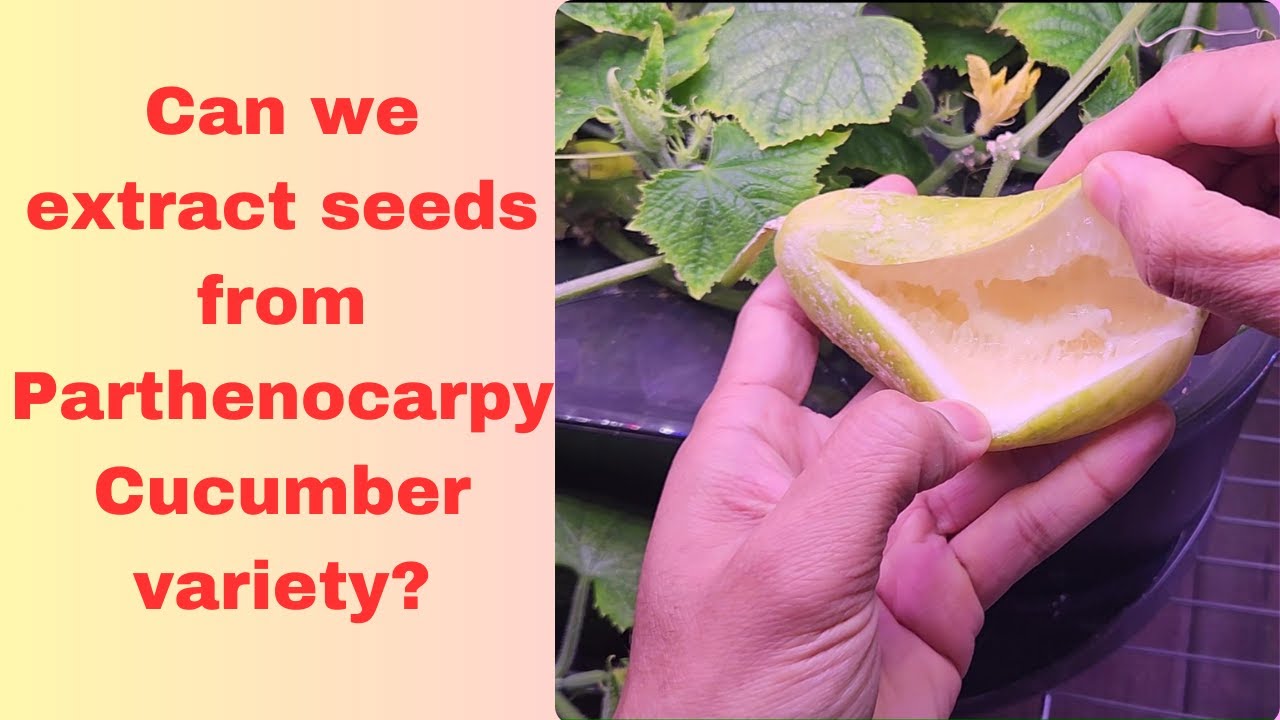Can we extract seeds from a parthenocarpy cucumber variety? # ...