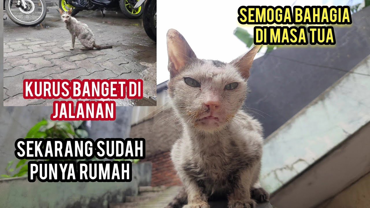 Kucing Kurus Minta Tolong Karena Sedang Sakit Di jalanan Part 2 ...