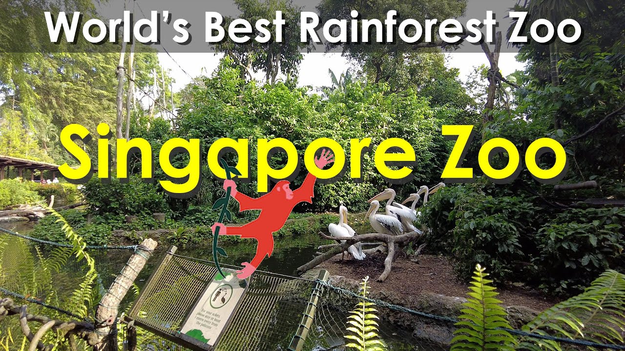World's Best Rainforest Zoo | Singapore Zoo Experience | Perfect Family ...