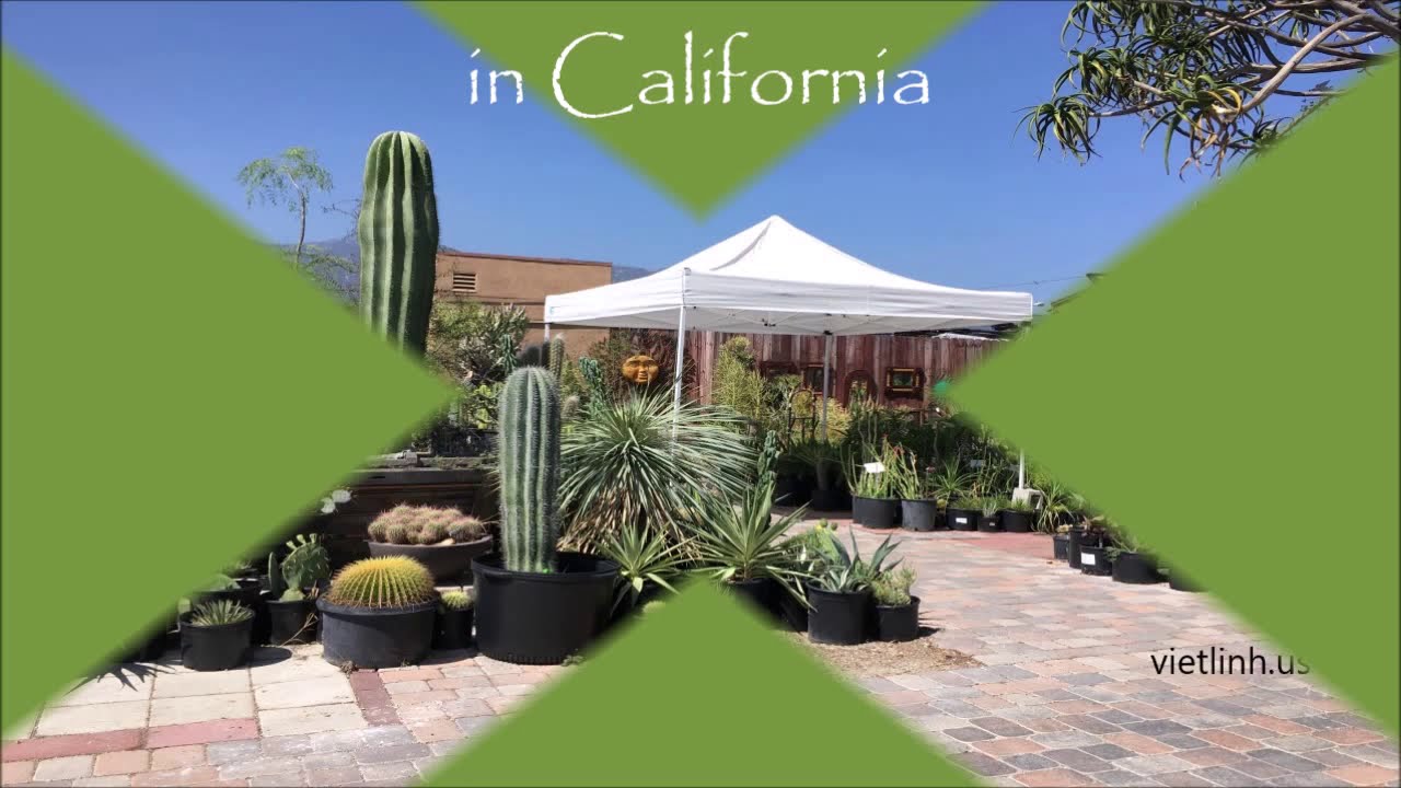 Visiting a cactus store in California, USA [CoLife] - YouTube