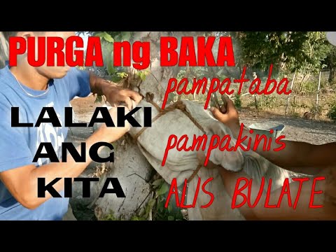 Pag purga ng alagang Baka | madaling paraan | albendazole - YouTube