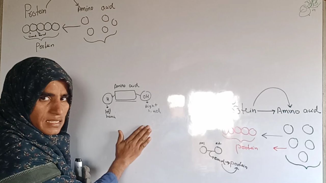 Protein and Amino Acids| Biomolecules|Biochemistry| Class 11 Biology ...
