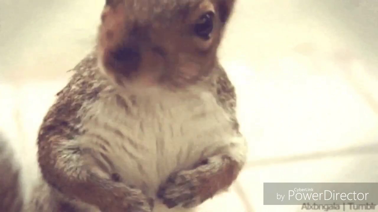 Anipop: Squirrel Pop Commercial - YouTube
