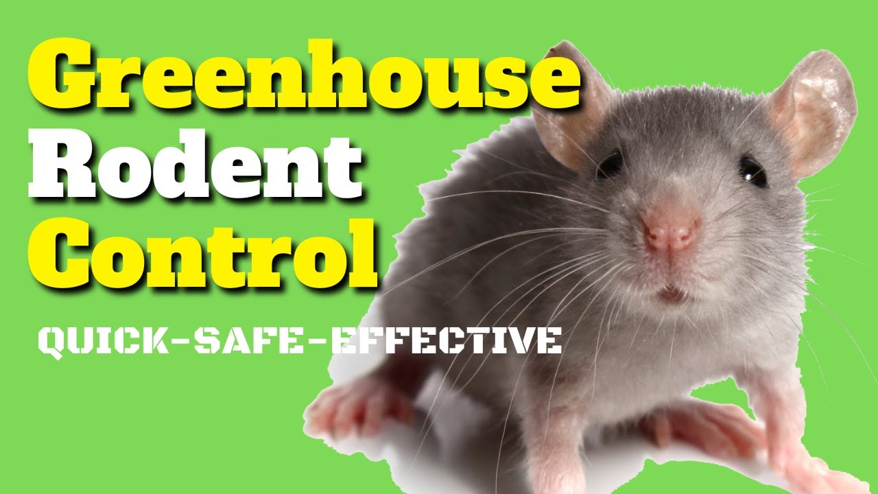Rodent Control in the Greenhouse: Easy DIY? - YouTube