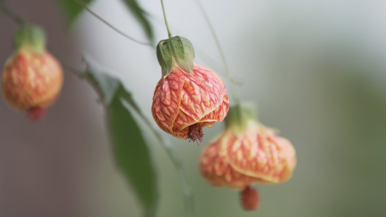 Smart Towers, os edifícios do futuro - YouTube