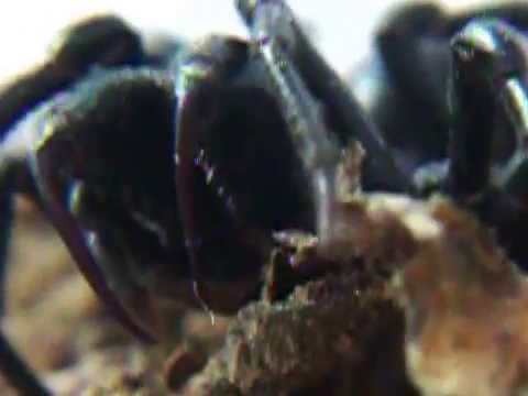 eine deutsche Vogelspinne - Atypus sp. - YouTube
