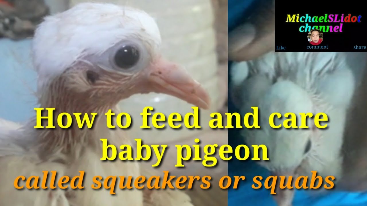 How to feed and care a baby pigeon(called squeakers or Squabs - YouTube