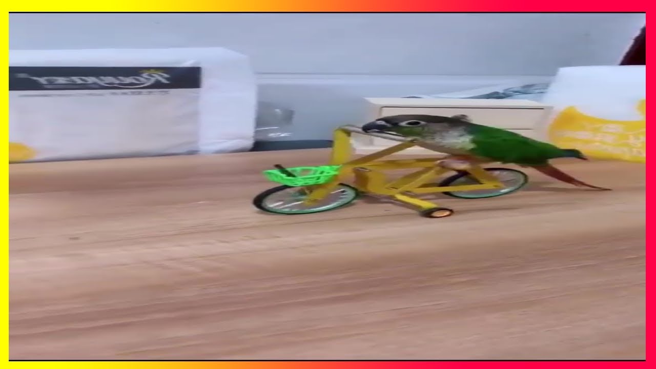 Smart parrot playing with his friend,smart and funny parrot #26 - YouTube