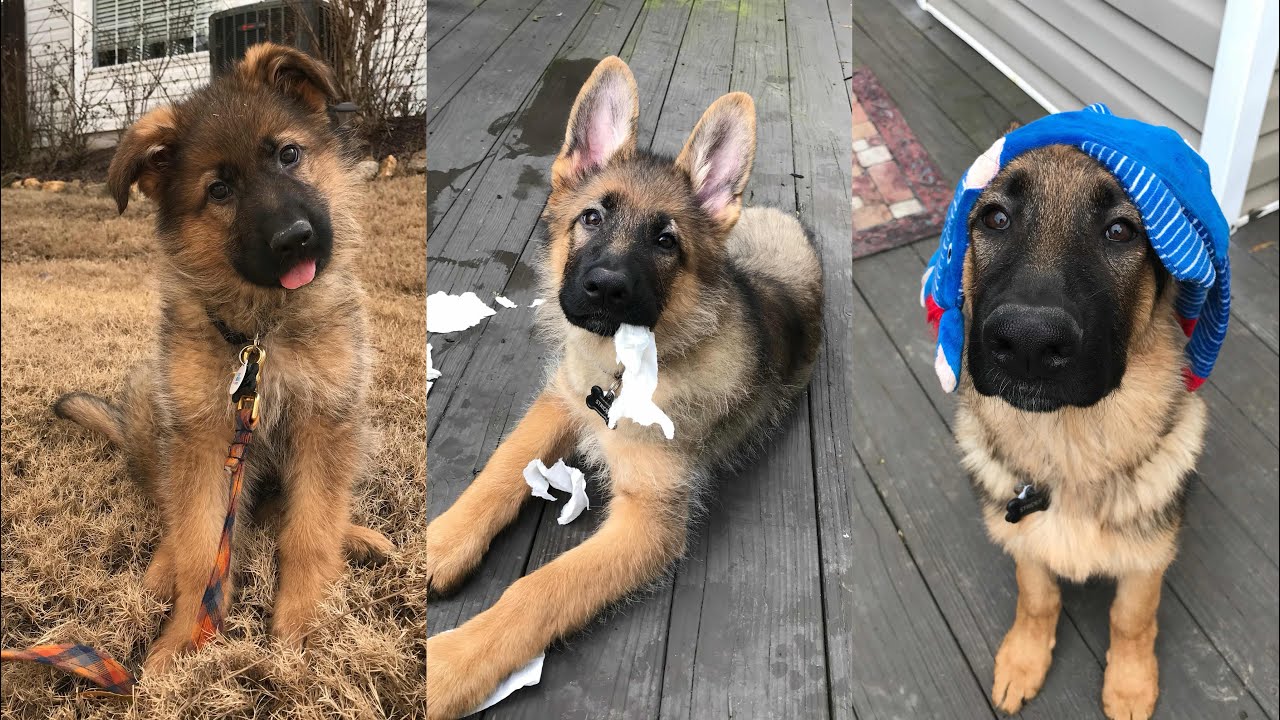 Life With A Crazy German Shepherd - YouTube