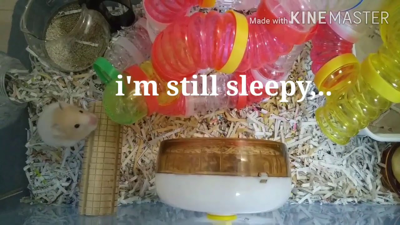 jelly the hamster boring day - YouTube