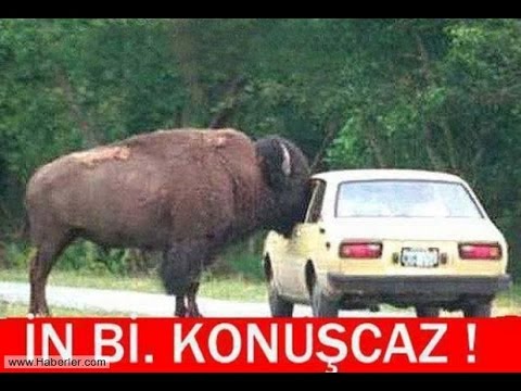 En komik Capsler 2017 |Gülme Garanili| -(Hasan Hüseyin Ceyhan)