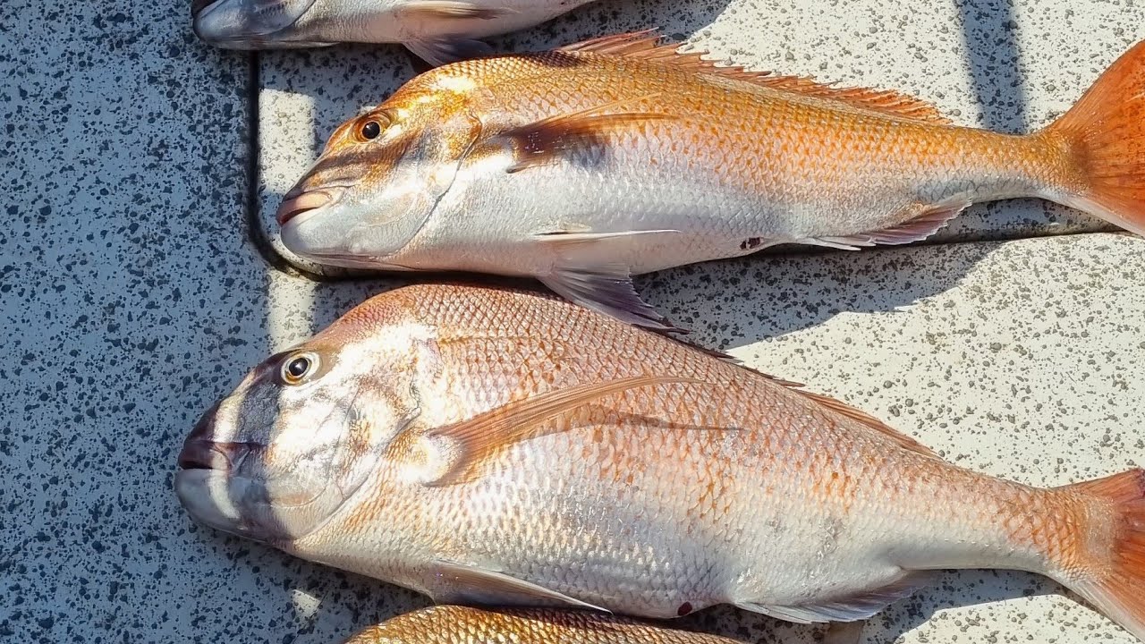 Melbourne Snapper Fishing in Port Phillip Bay November - YouTube