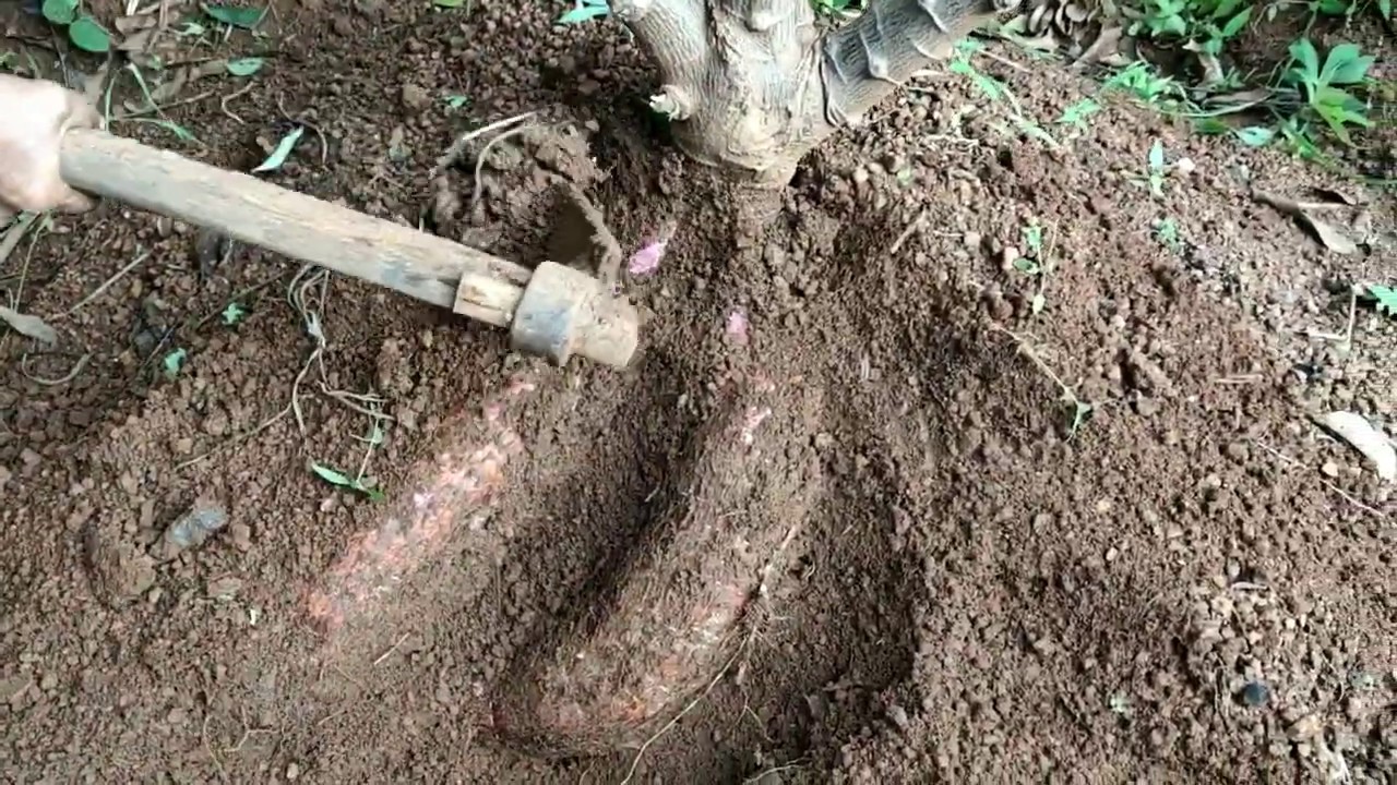 TAPIOCA HARVESTING I FRESH FROM FARM - YouTube
