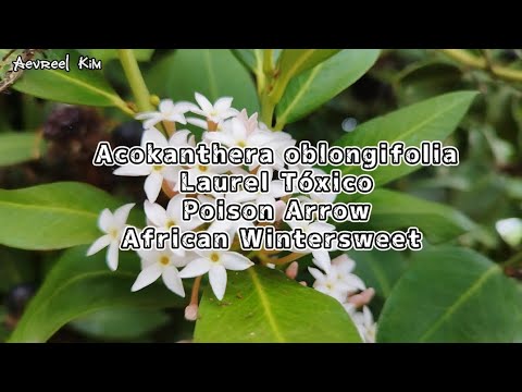 Acokanthera oblongifolia | Laurel Tóxico | Poison Arrow | African ...