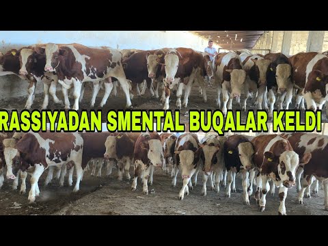 Fayozjon ukamizga yangi partiya rassiyadan 50 bosh smental buqalar kirib keldi 30-iyun, 2026