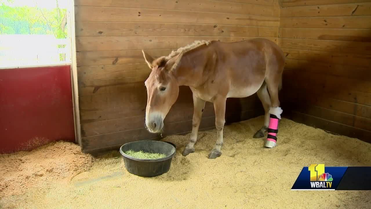 One-of-a-kind brace helps donkey heal from leg injury - YouTube